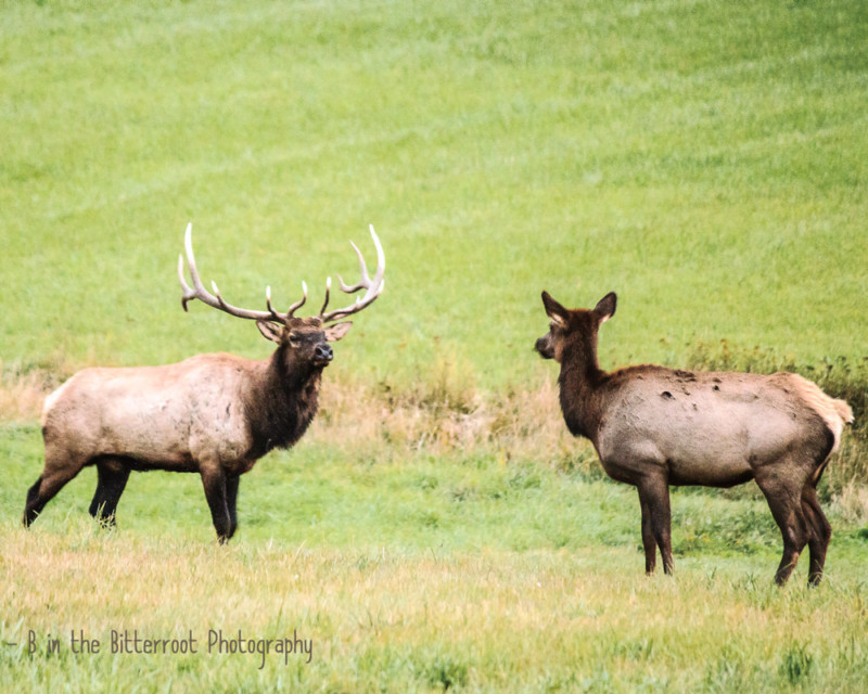 Plan a trip to Montana, Stay in the Bitteroot Valley, Find Adventures